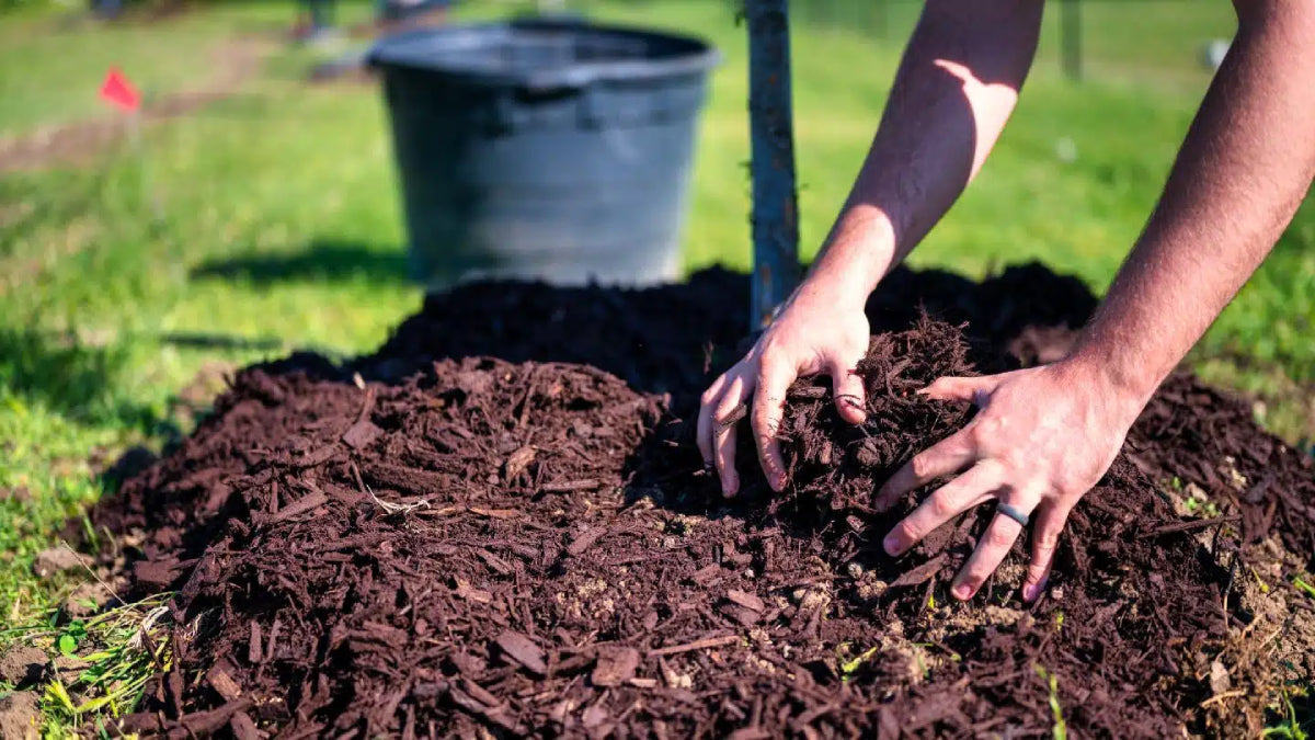 How Deep Should Mulch Be? Getting Your Layers Just Right – Mulch Mound
