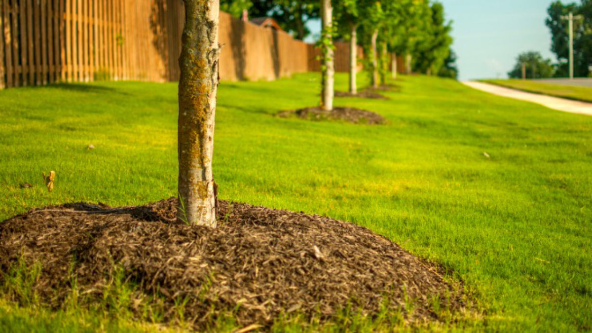 How to Mulch Around Trees and Avoid Common Mistakes – Mulch Mound